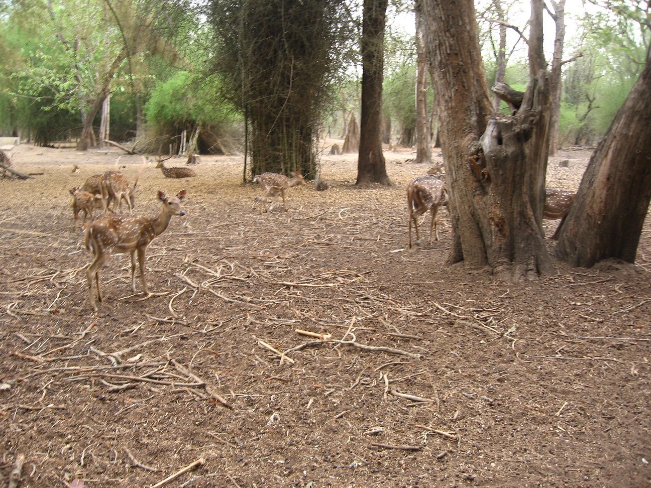 Coorg Nisargadhama Forest - Photographs