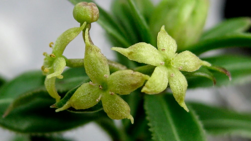 __FLORA alrededor de LIÉDENA (Navarra): RUBIA PEREGRINA