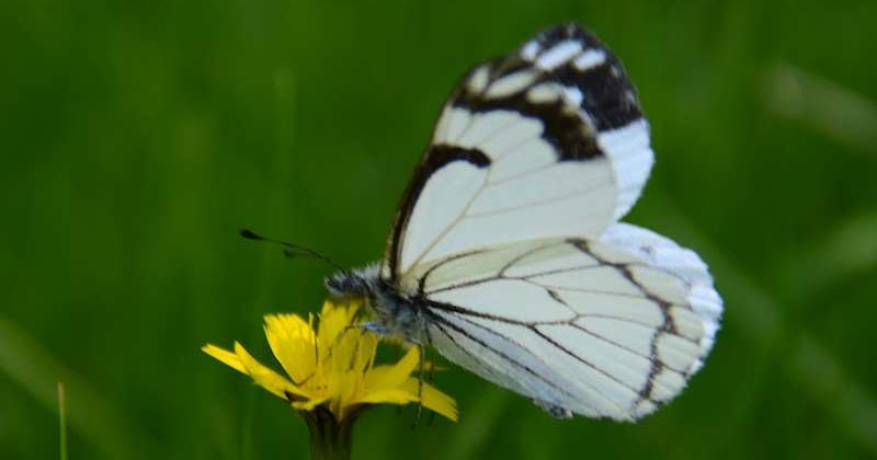 Orca Watcher: Yard Insects