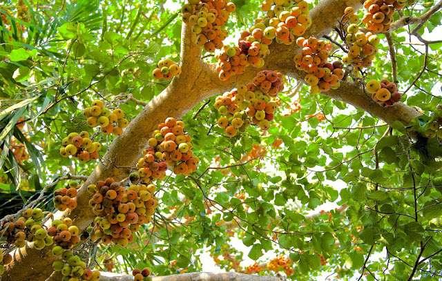 Travel & Adventures: Congo ( DRC, formerly Zaïre ). A voyage to ...