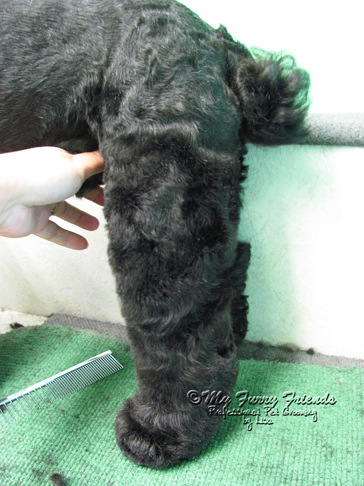 Pet Grooming: The Good, The Bad, & The Furry: What Would You Do? A Cockapoo