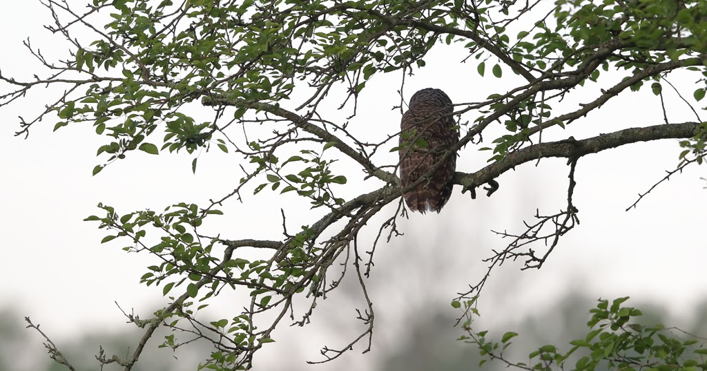 See What I See: Barred Owl at Great swamp NWR