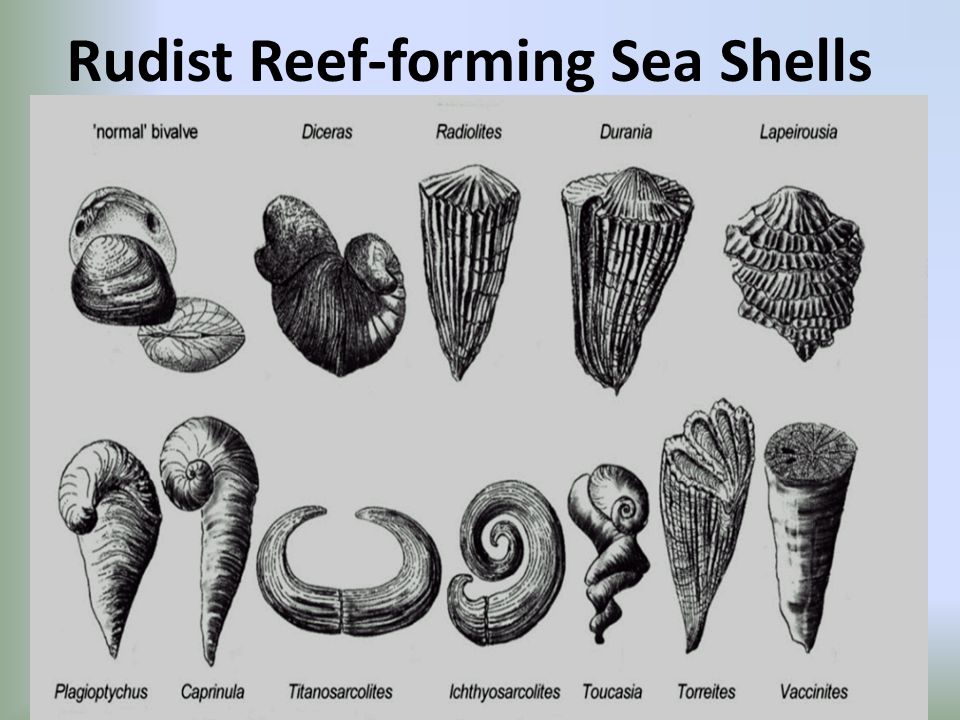 ACCELERATING EDUCATION (AC.ED) Physics keeps life going-物理 依据 生命: RUDIST