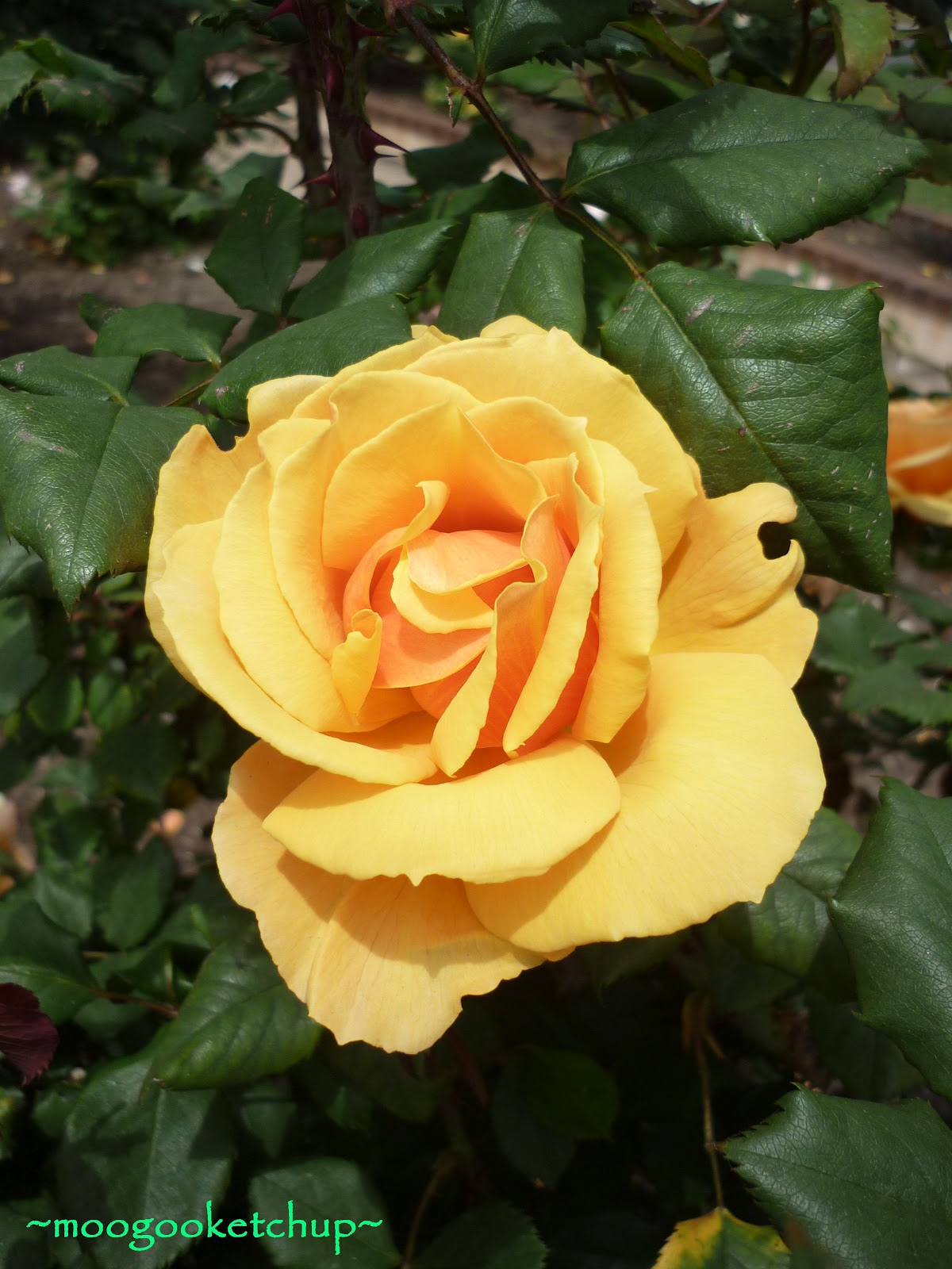 My footsteps...: Roses at Rose Garden, Balboa Park, San Diego (1)