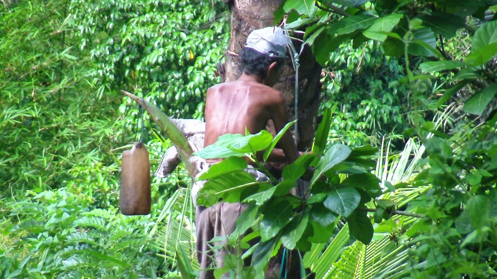 Tuak Manis Lombok, Minuman Tradisional Bermanfaat Besar | AYo Menulis