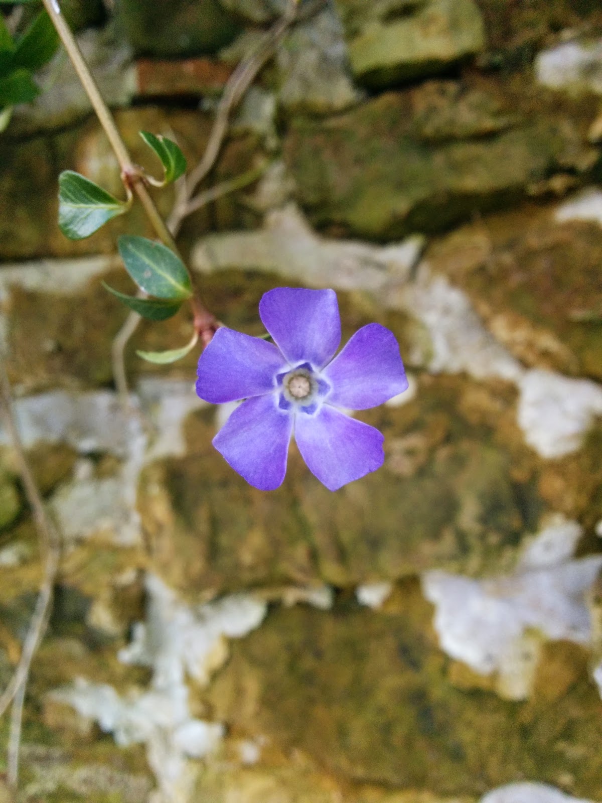Wild Life: Lesser Periwinkle