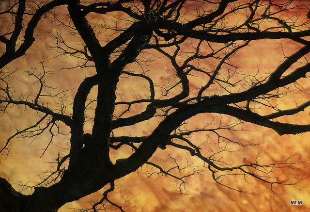 Sweet Leaf Notebook: October Trees