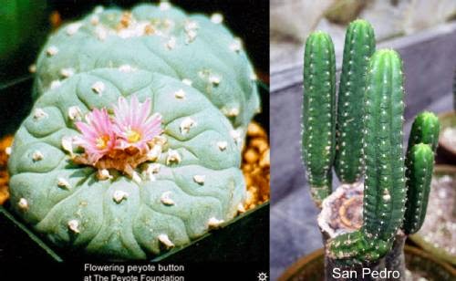 THE FOXXER: MESCALINA