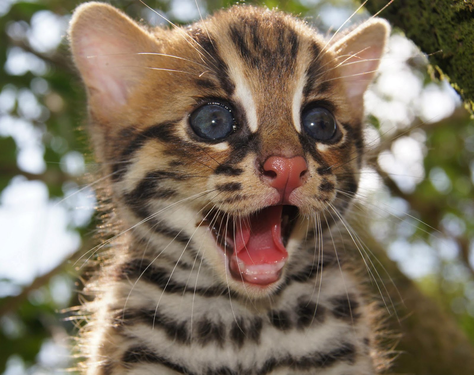 Laman Husna: Anak kucing batu.