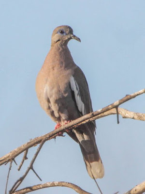 PLAAN : Cuculí - Zenaida meloda