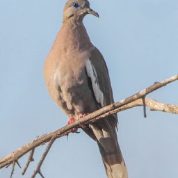 Animales y Plantas de Perú PLAAN