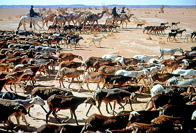 Fascinating Humanity: Saharan Tuareg Caravan