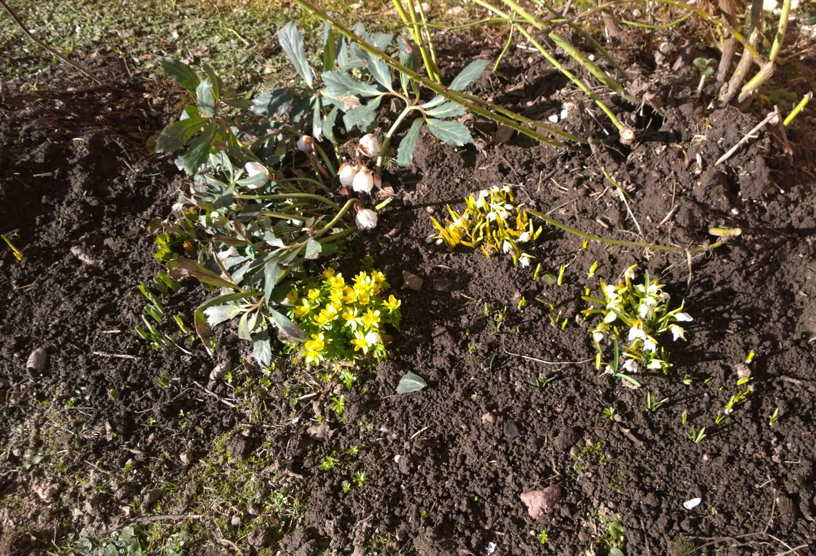 Manni tegemised: Kevad algab