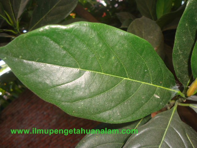 10+ Contoh Bentuk Tulang Daun Menyirip dan Foto/Gambarnya | Materi dan ...