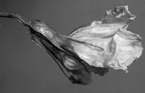 Domesticated: Dead Flowers, Decay and Beauty