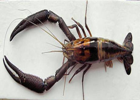 COAHUAYANA; visiones urgentes: agosto 2011