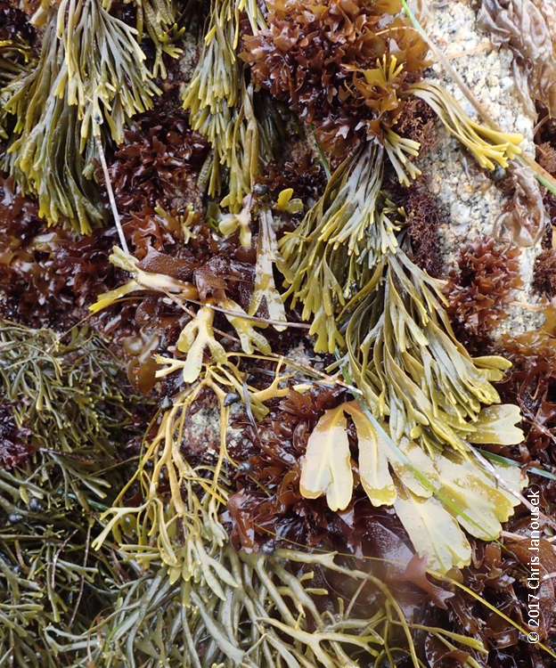 a wilderness journal: New seaweed finds in central California