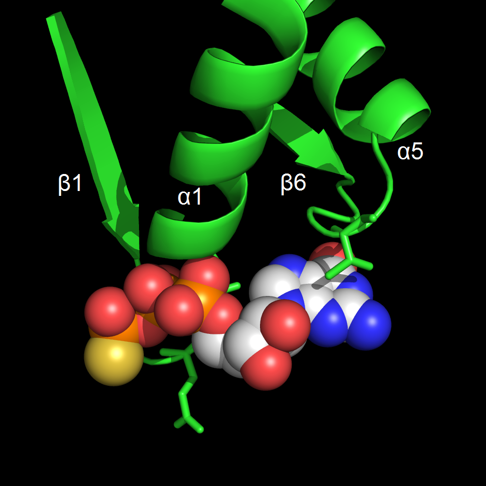 Crystal Structure of β2 adrenergic receptor-Gs protein complex ...