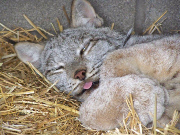 In-Sync Exotics' Cat Tales: You Can Help Help Stray & Feral Cats This ...