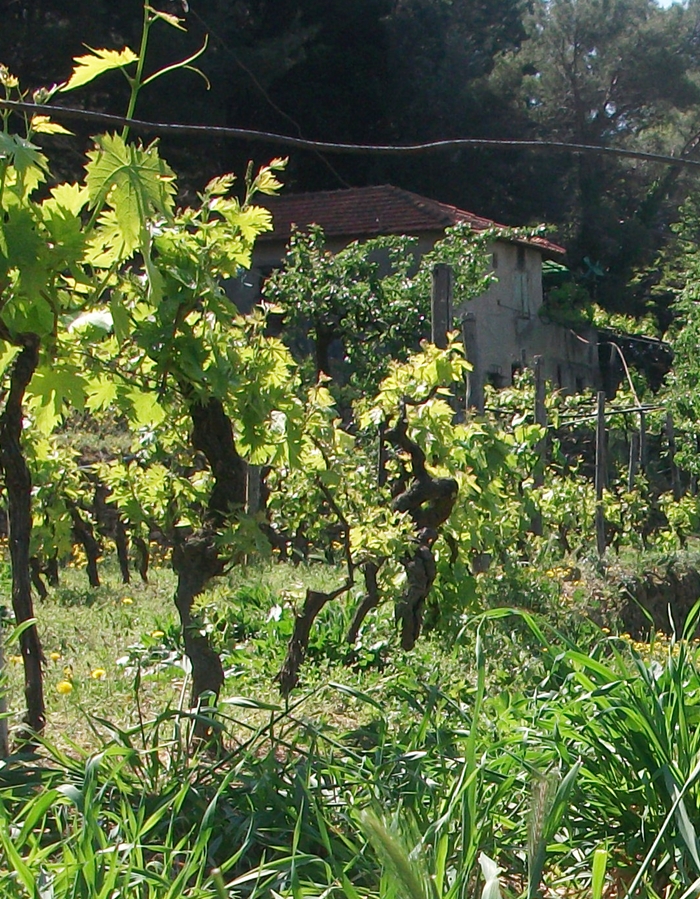 cardarelli e la focaccia genovese