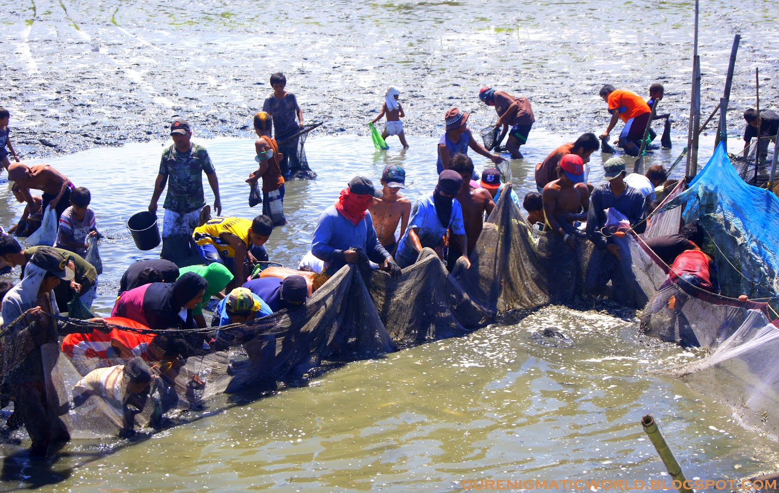 Our Enigmatic World: Fish Harvesting in Pangasinan