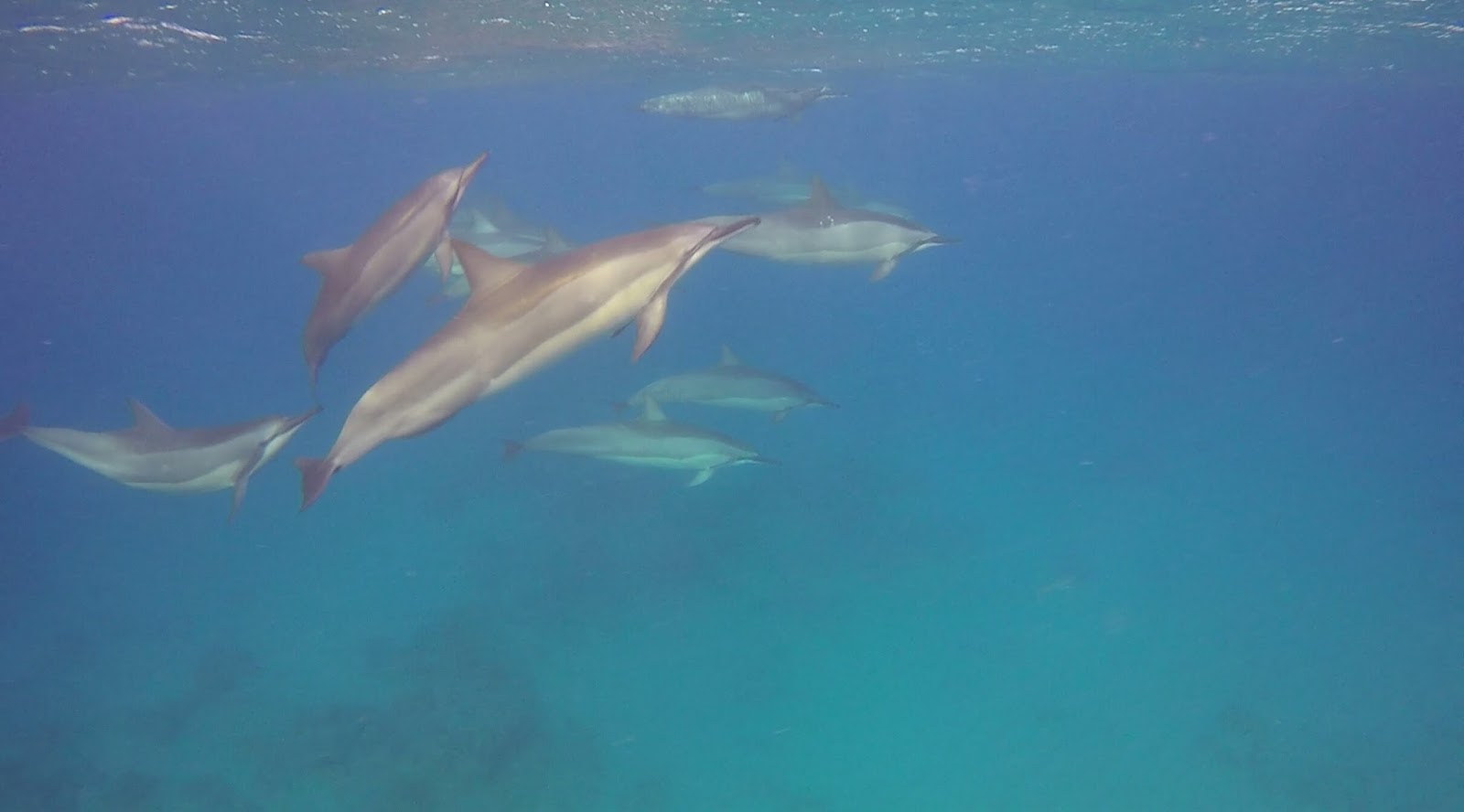Kelsey in the Rain: Swimming with Wild Dolphins at Makua Beach
