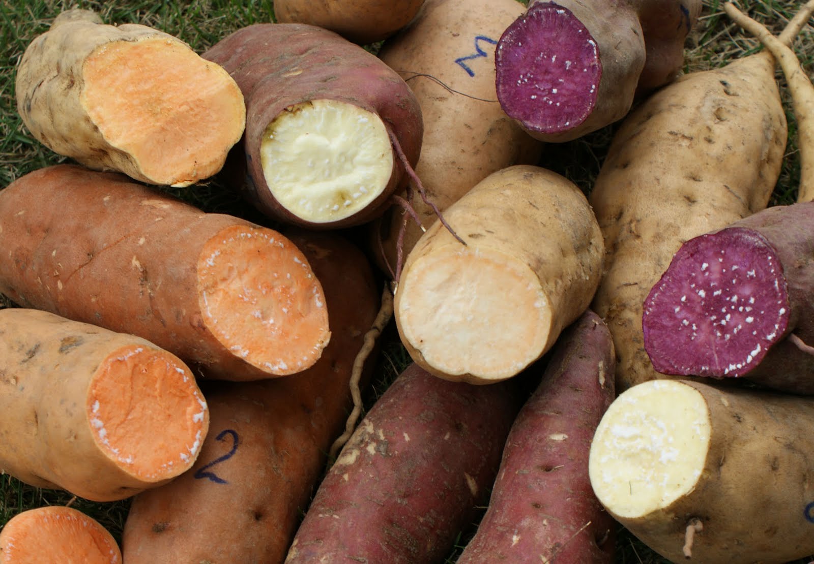 Propiedades Nutricionales del Camote | Vinagre & limón