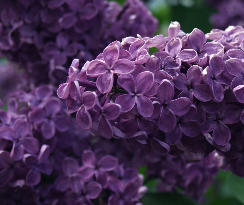 Vilt og vakkert: Blomster, farver og symboler; lilla