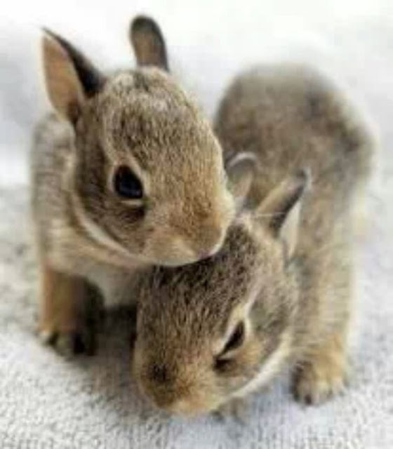 RABIT-Kunići su vrlo privrženi,dragi,veseli i inteligentni kućni ...