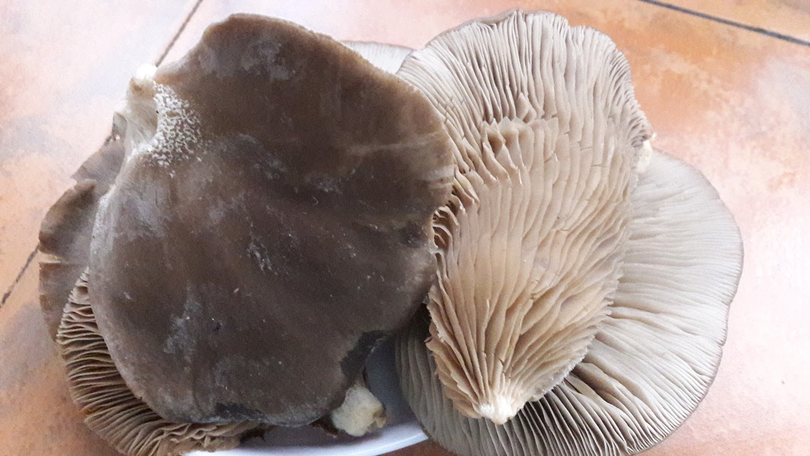 Girgolas (hongos) 2 recetas