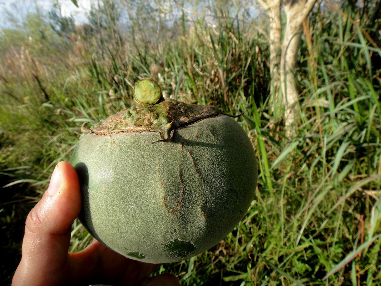 come-se: A lobeira e a pegada do lobo guará