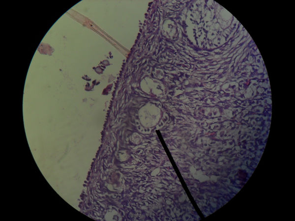 Embriologia: Embriologia 1