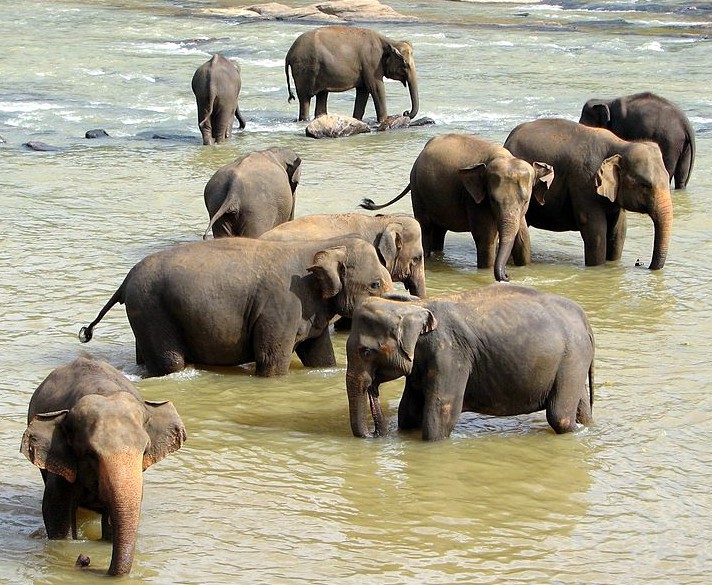 Gambar Gajah Beserta Namanya | Kumpulan Gambar Lengkap