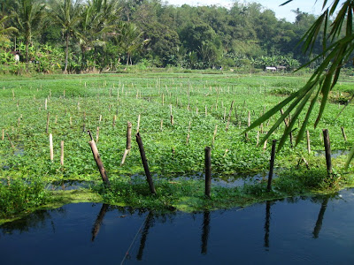 Pengertian dan Manfaat Rawa - Contoh Artikel Berita