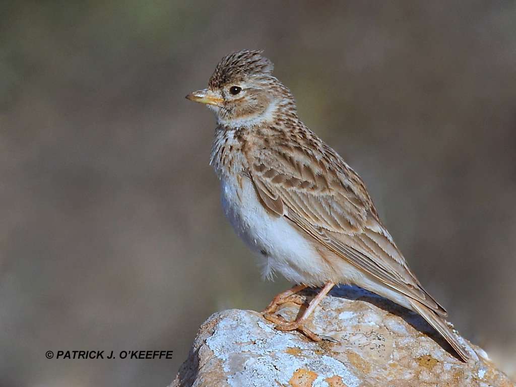 Raw Birds: LESSER SHORT TOED LARK (Calandrella rufescens subspecies C.r ...