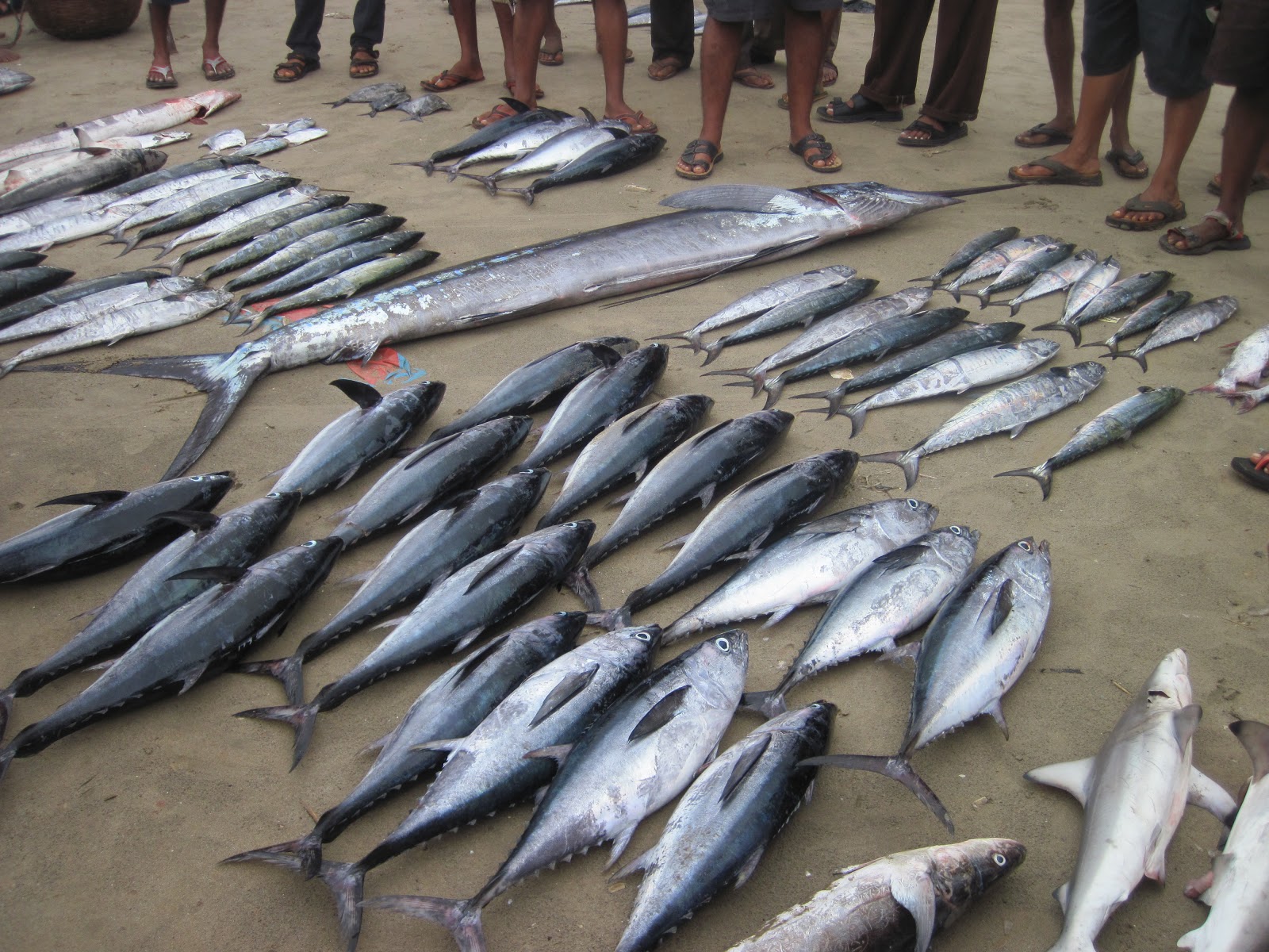 GP's Travelogue: Konkan Travel - Day 3