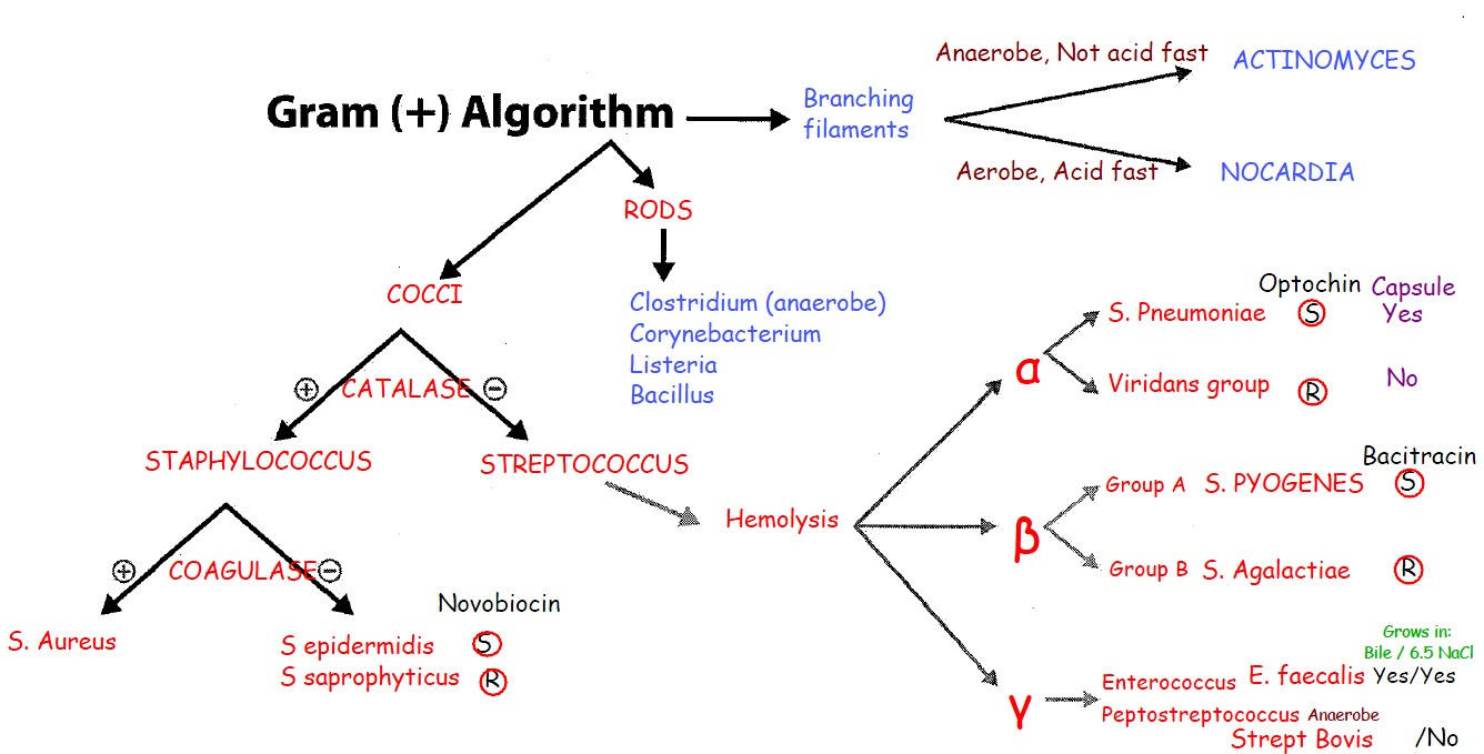 Quike & Vivi's World: Gram + Algorithm