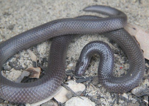 Burrowing Asp Snake HD Wallpaper Widescreen Dekstop | HDwallpaper77