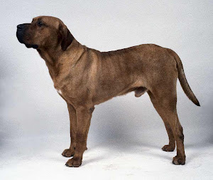 About Dog Tosa Inu: Training Your Tosa Inu to Listen to You