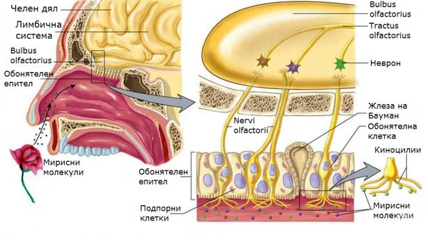 Latinski jezik za medicinske škole: Organ mirisa i organ ukusa