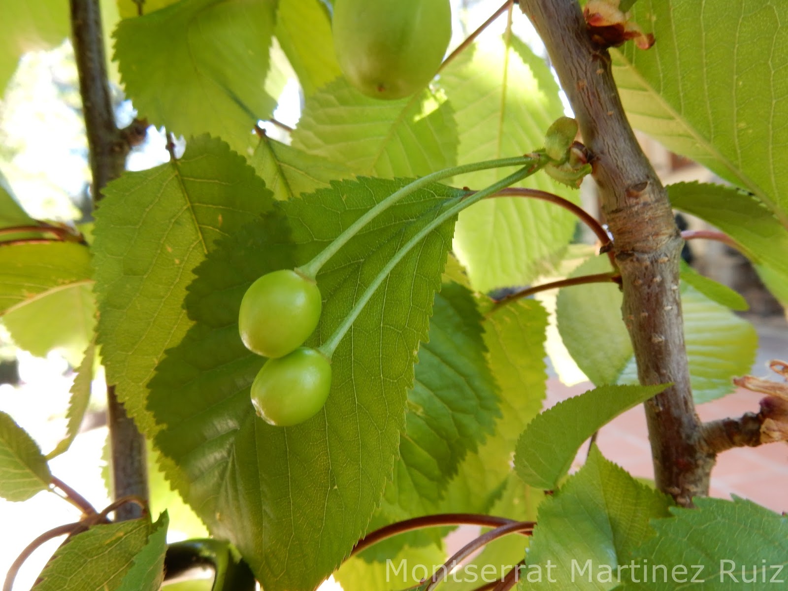 Cerezas verdes - BOTÀNIC SERRAT