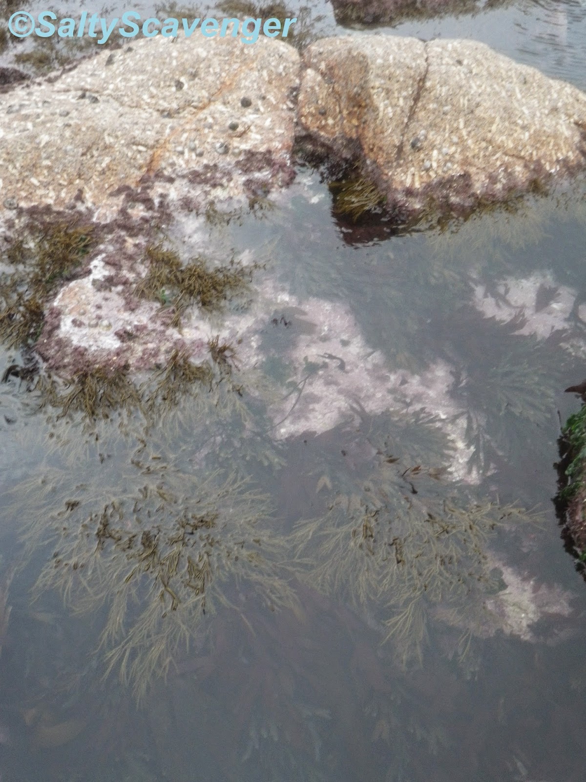Rock Pooling: Rockpooling Destination: Revisit South- West Penwith ...