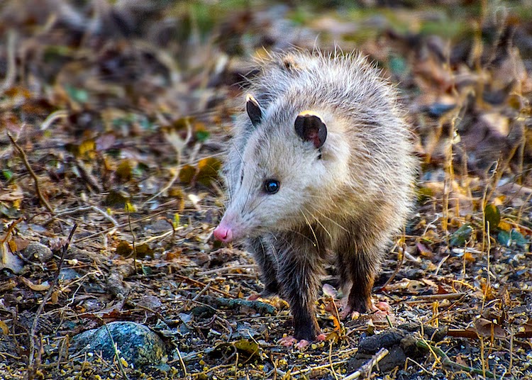 Riverdaze…: POSSUM PRETTY