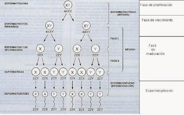 BIOLOGÍA en "tono menor"...: sexo... génesis y... "posibles destinos"