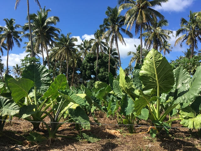 Thomsons In Tonga: Crops In the Bush