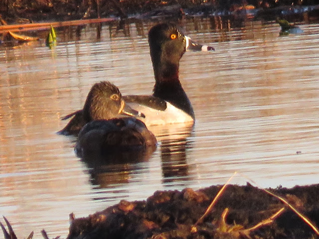 Bird & Travel Photos, Birding Sites, Bird Information: RING-NECKED ...