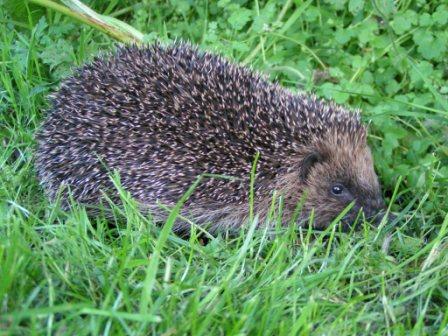 The Hedgehogs | The Wildlife