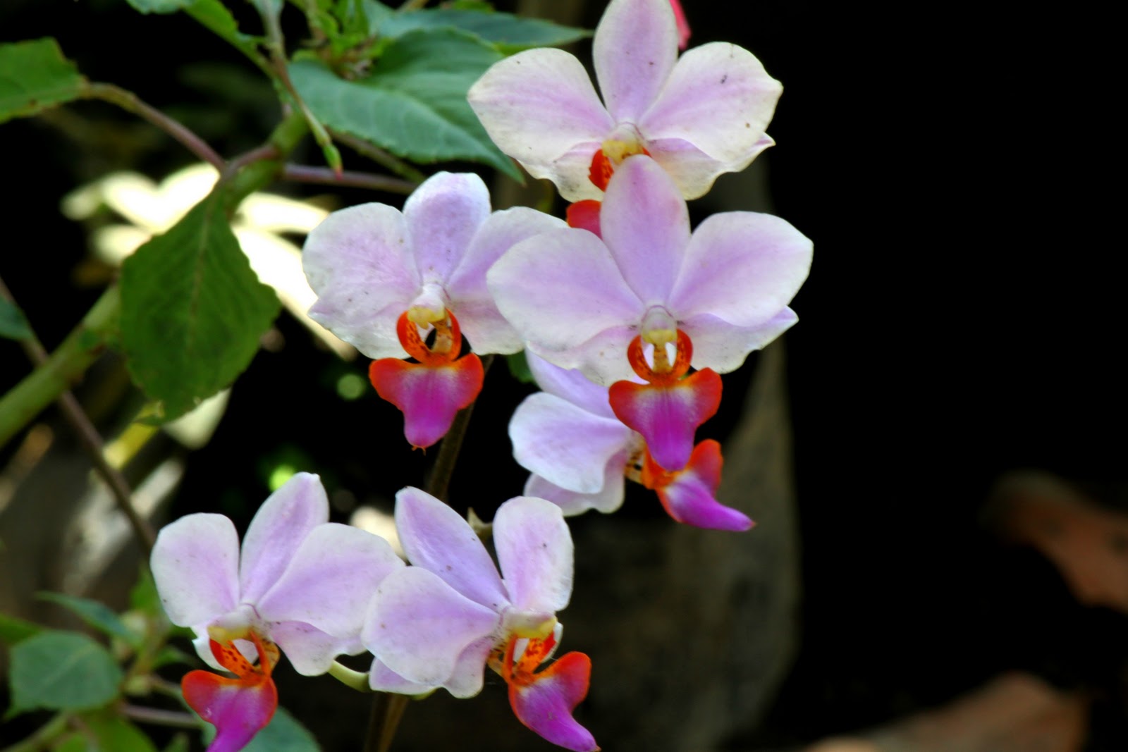 Wild orchids in sumatra: Doritis pulcherrima Lindl., 1833