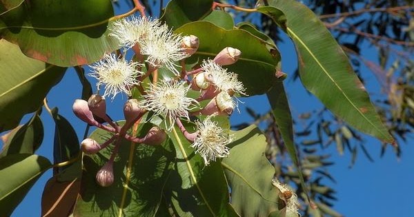 Eucalyptus globulus : utilisation huile essentielle