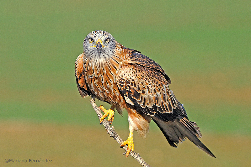 Fauna del Cinca Medio: El Milano Real